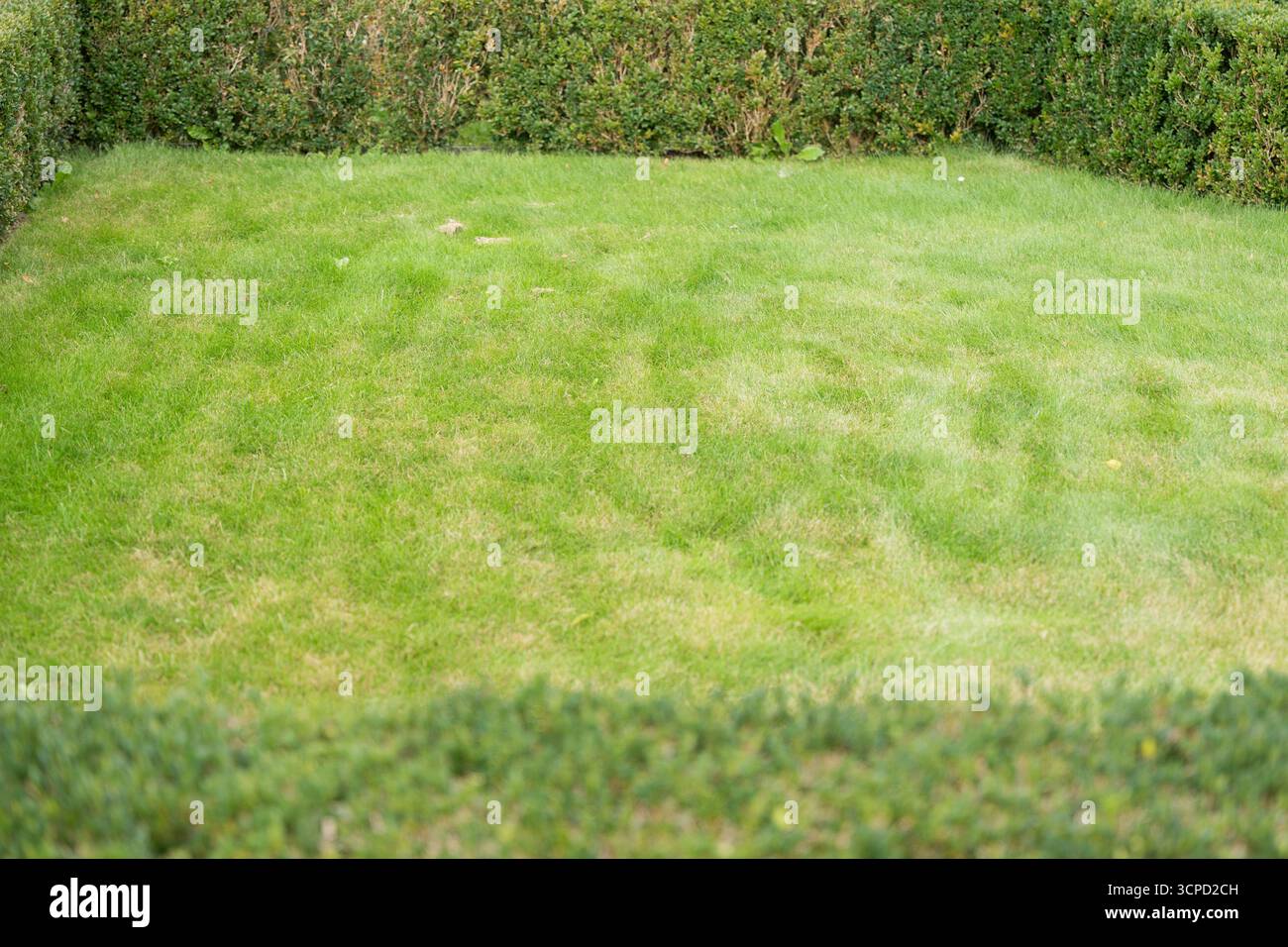 Lawn green hedges neatly hi-res stock photography and images - Alamy