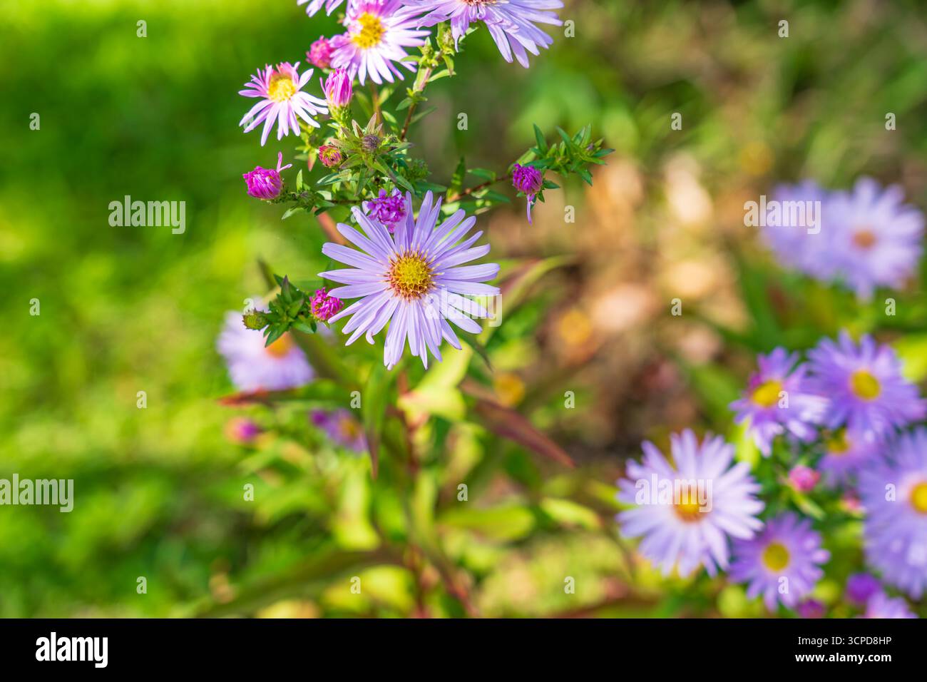 Michealmass hi-res stock photography and images - Alamy