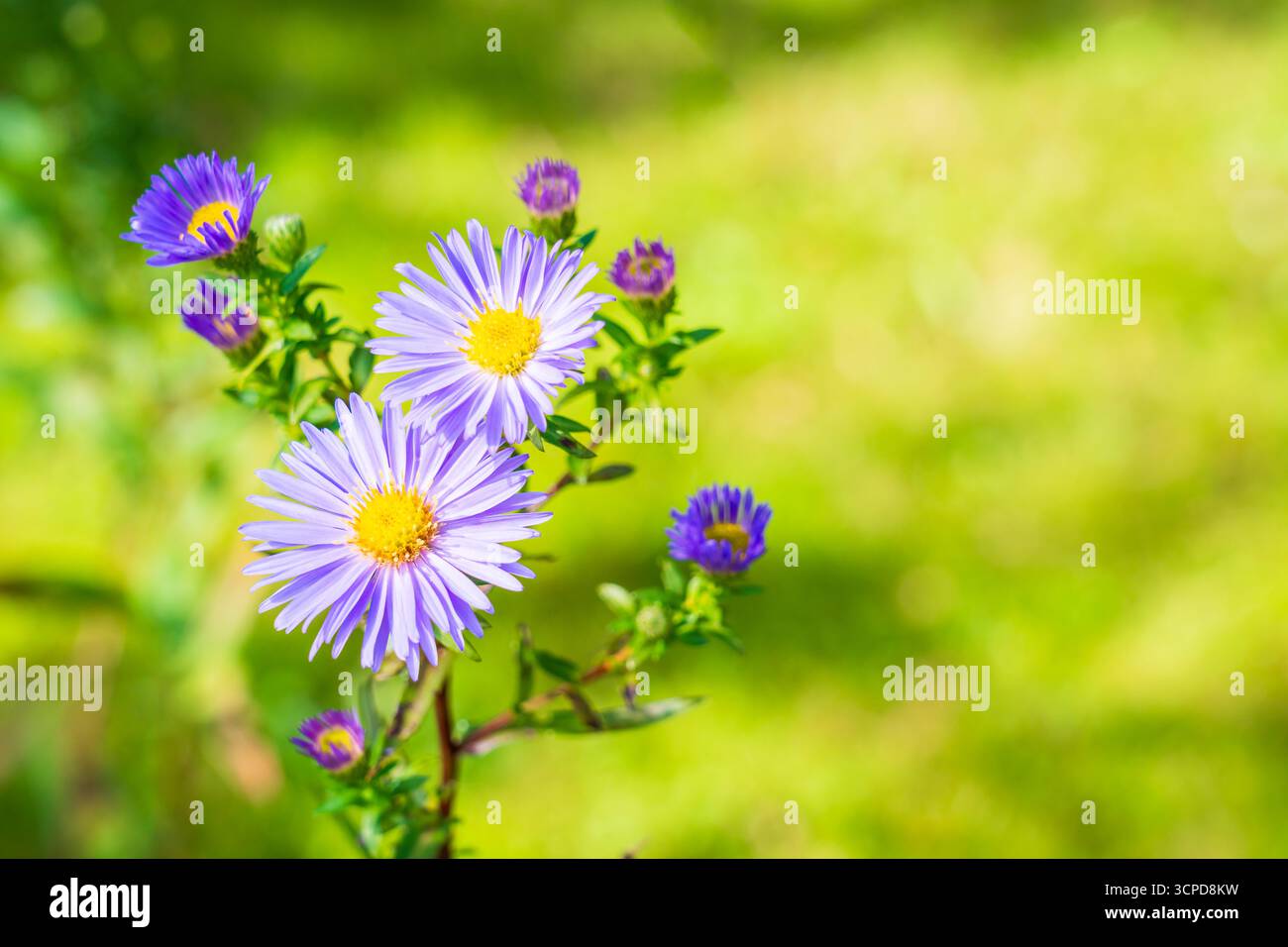 Purple Michaelmass Daisy flowers, beautiful garden plant part of the ...