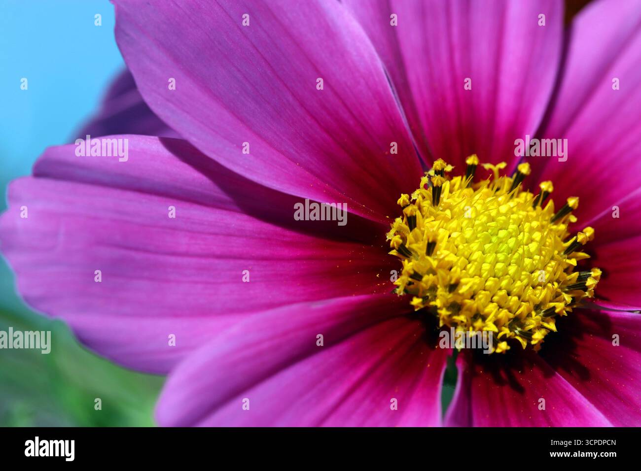 Macro image of a Cosmos bipinnatus Dazzler flower featuring yellow ...