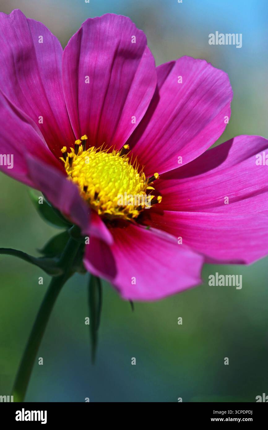 Macro image of a Cosmos bipinnatus Dazzler flower featuring yellow ...