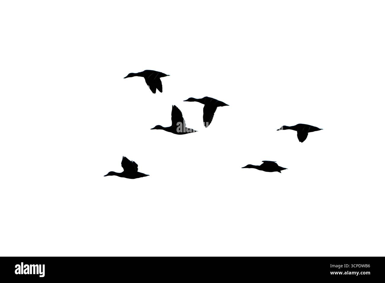 Flock of green-headed ducks in flight. Mallard duck. Black and white ...