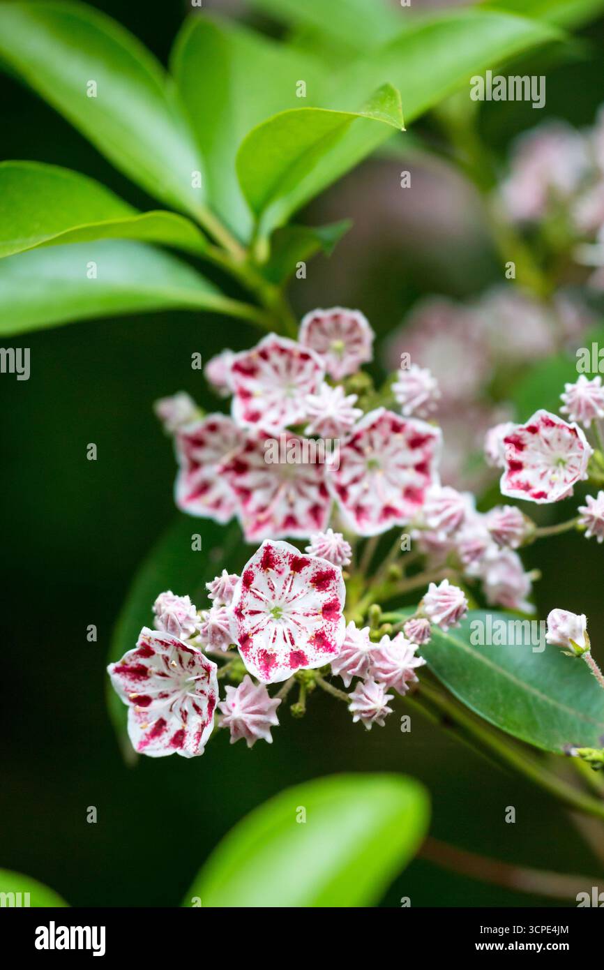 Mountain laurel ‘minuet’ hi-res stock photography and images - Alamy