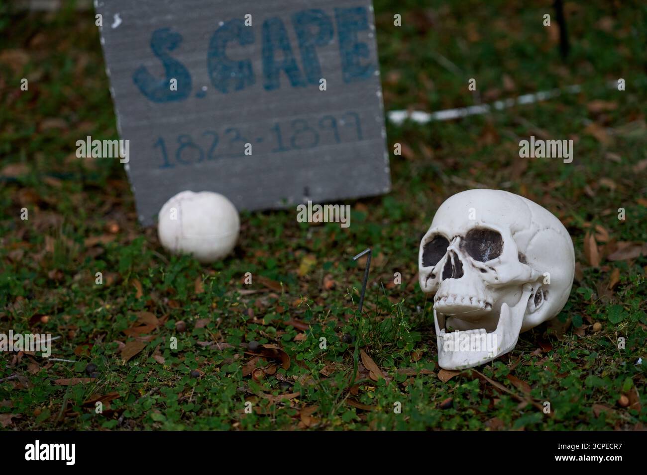 A human skull lies beside a weathered tombstone in the cemetery grass ...