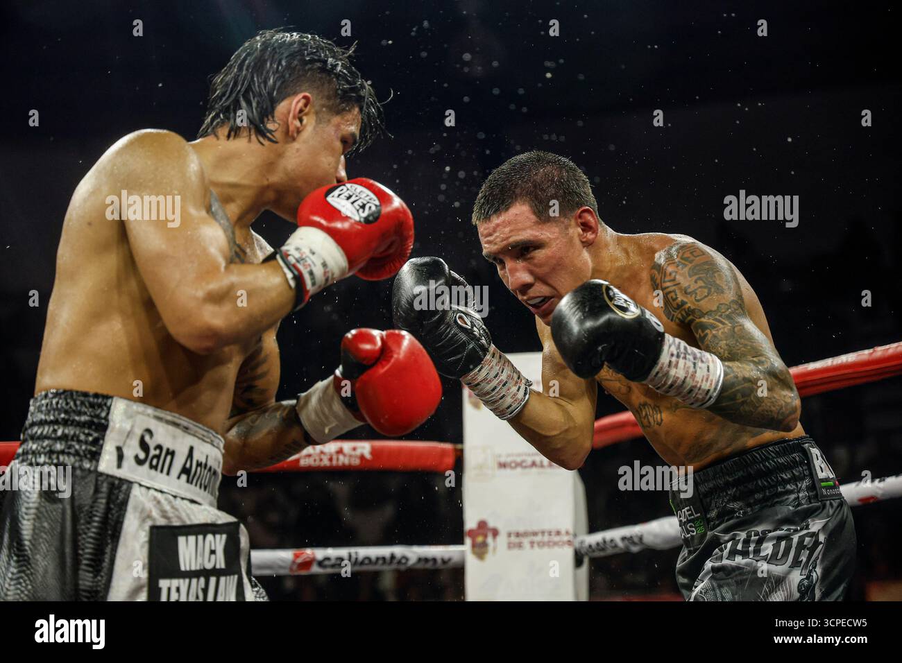 NOGALES, MEXICO - SEPTEMBER 6: Oscar Valdez (R) fights against Ricky ...
