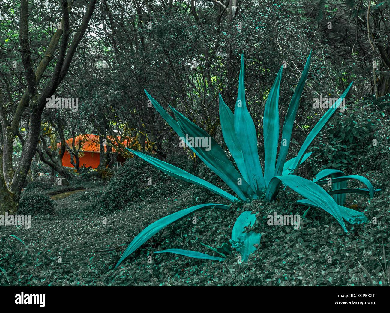 Blue Weber agave. Blue agave. Agave tequilana Stock Photo - Alamy