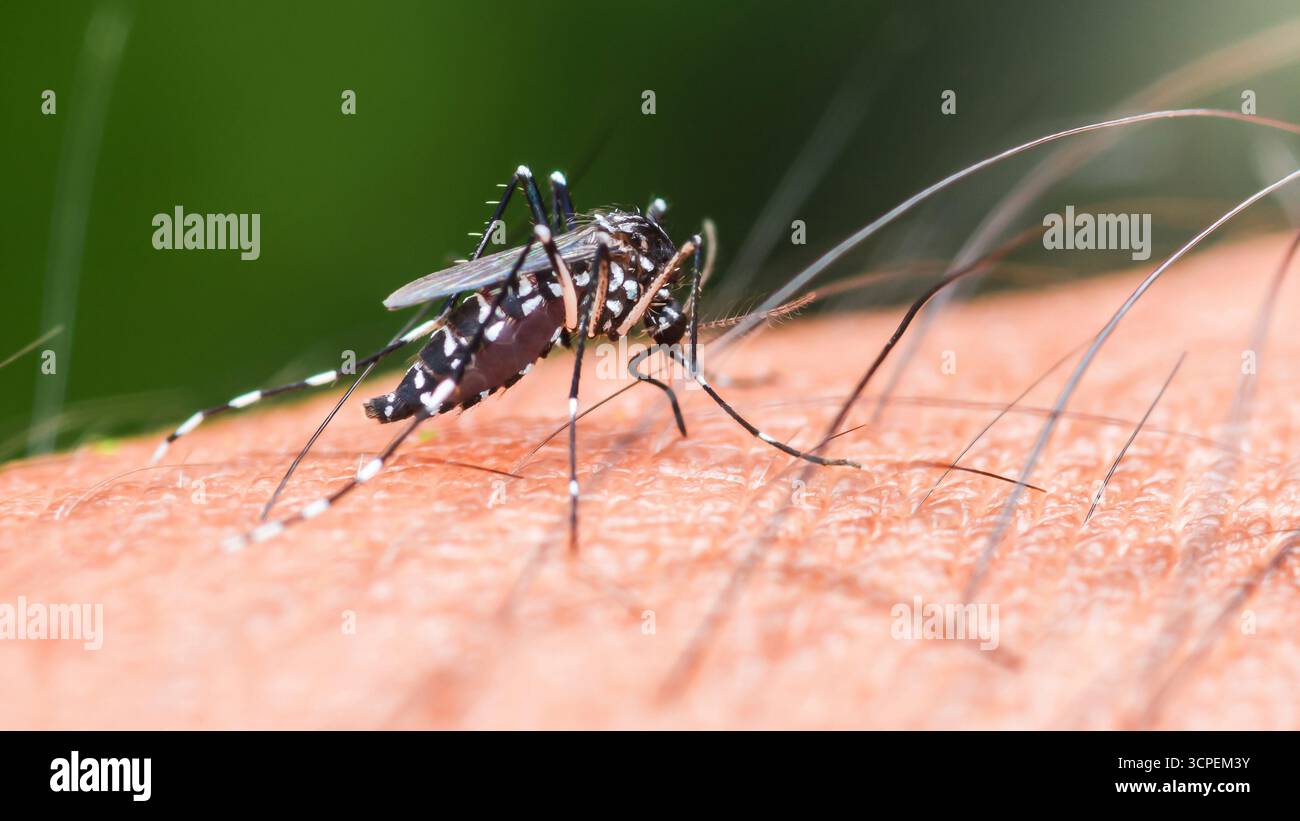 Asian tiger mosquito, scientifically known as aedes albopictus, is ...