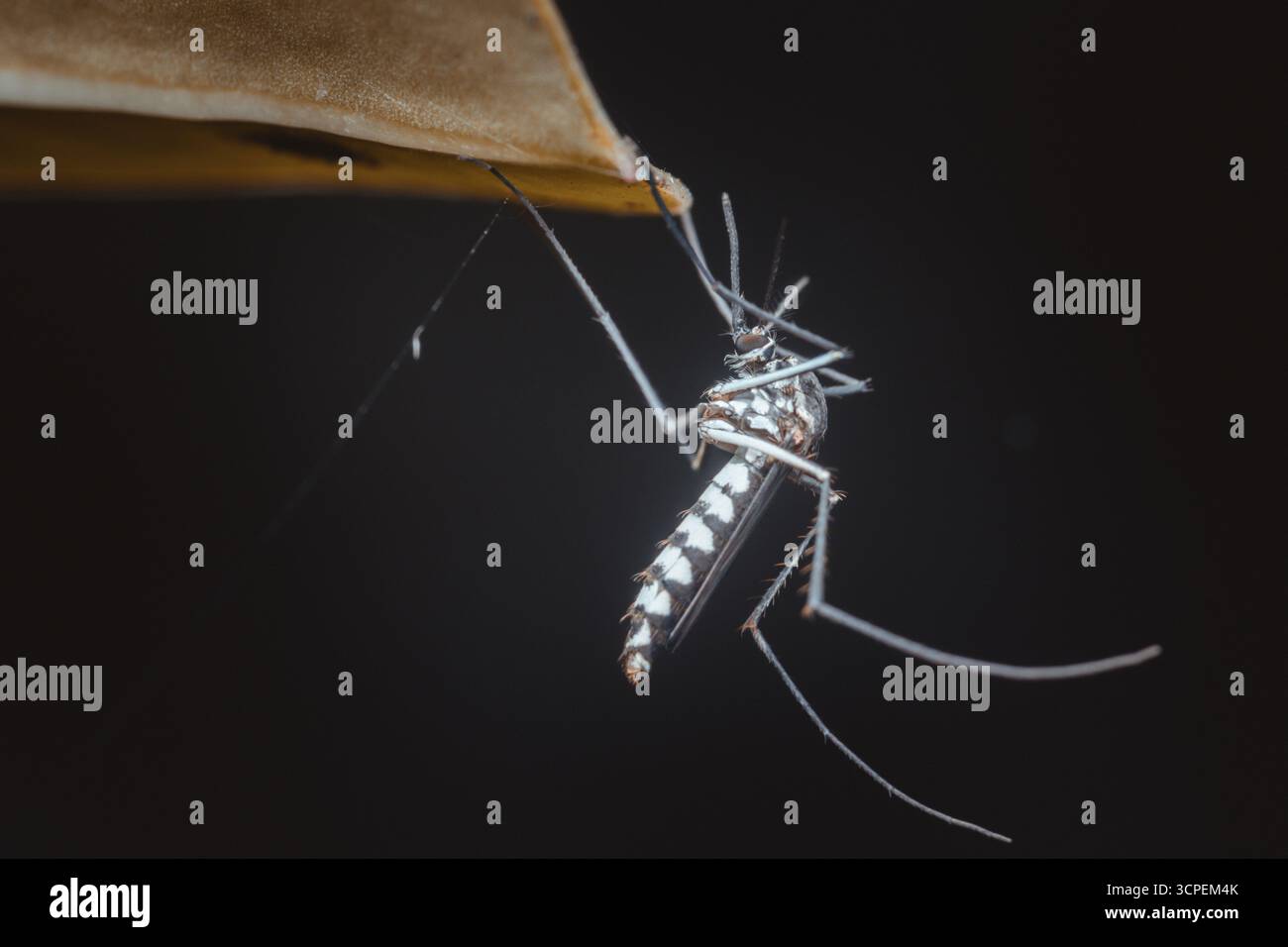 Mosquito striped legs proboscis hi-res stock photography and images - Alamy