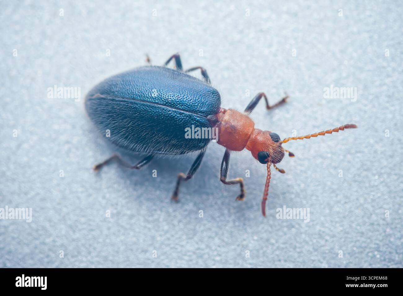Close-up macro view of a vibrant clerid beetle with a metallic blue ...