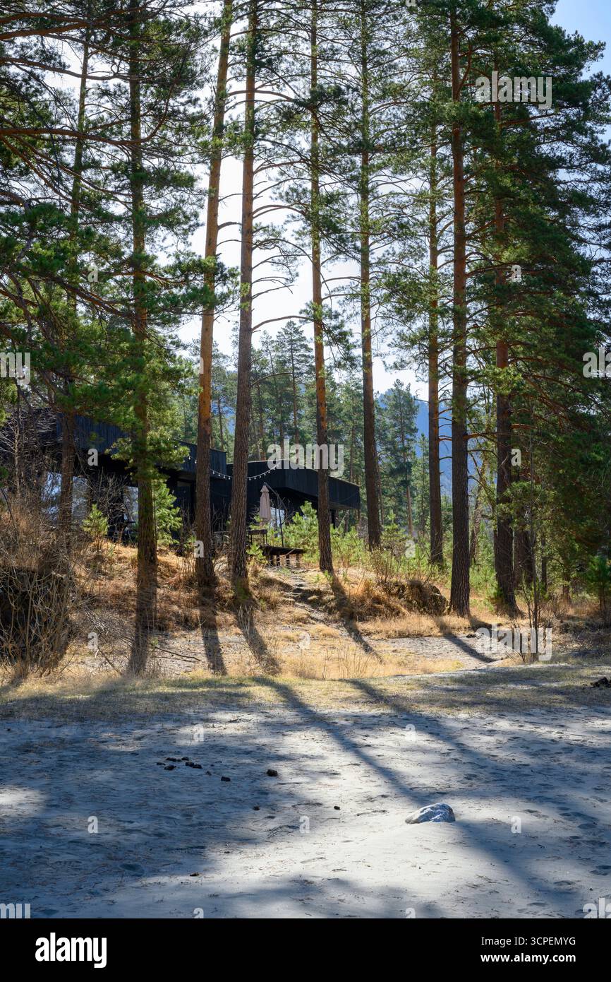 A pavilion deep in the forest with pine trees casting long shadows in ...