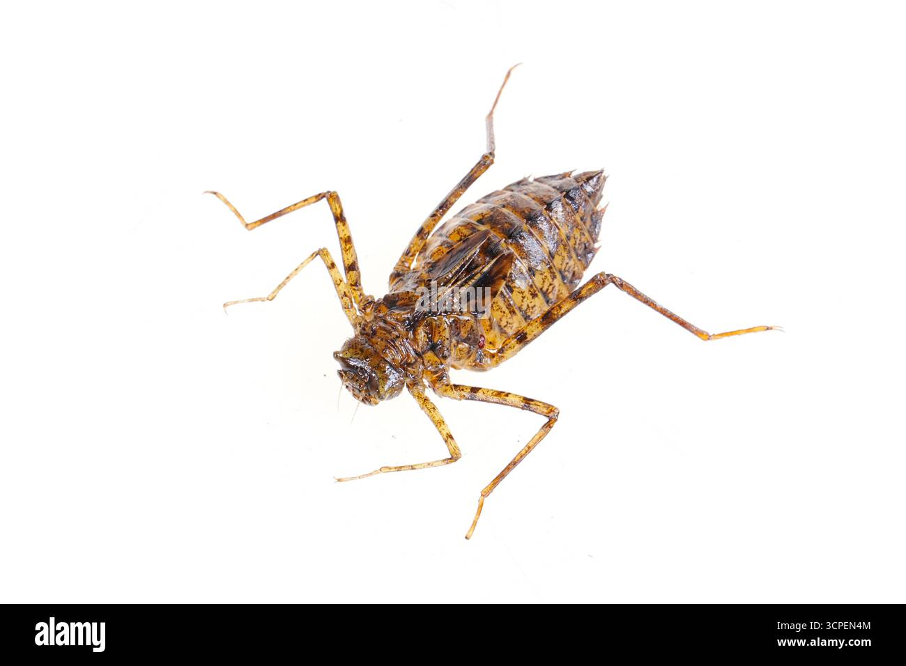 Larvae on leaf Cut Out Stock Images & Pictures - Alamy