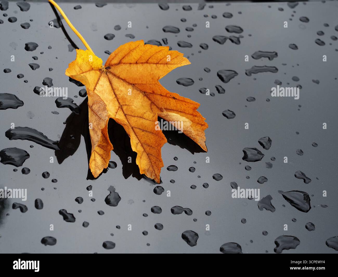A single orange-brown maple leaf rests on a glossy black, wet surface ...