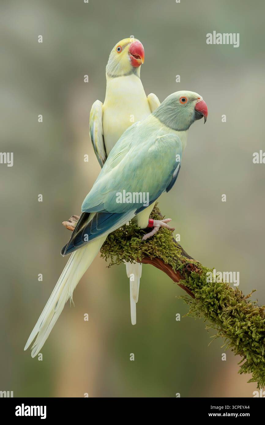 Rose-ringed Parakeet mutation Turquoise Cobalt Opaline cleartail x Aqua ...