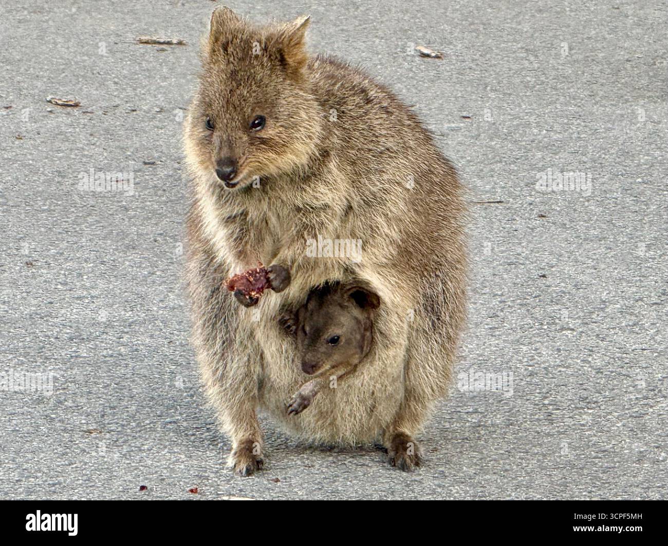 15 September 2025, Australia, Rottnest Island: A quokka with a young ...