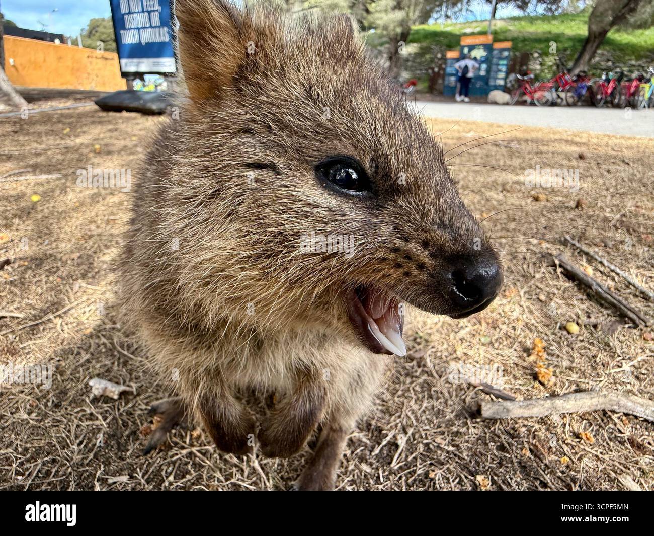 15 September 2025, Australia, Rottnest Island: A quokka can be seen on ...