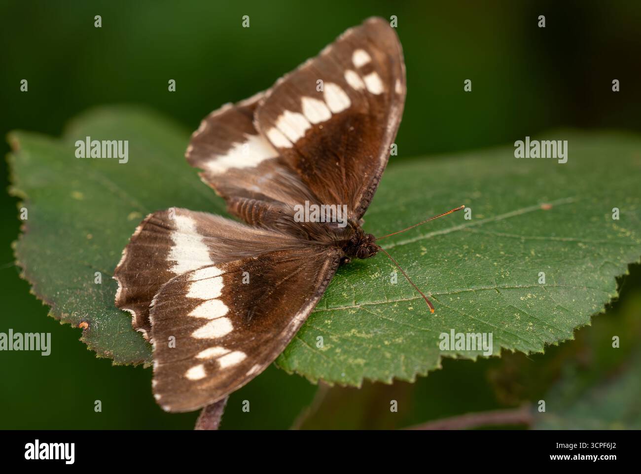 Great Banded Grayling - Brintesia circe, beautiful brown butterfly ...