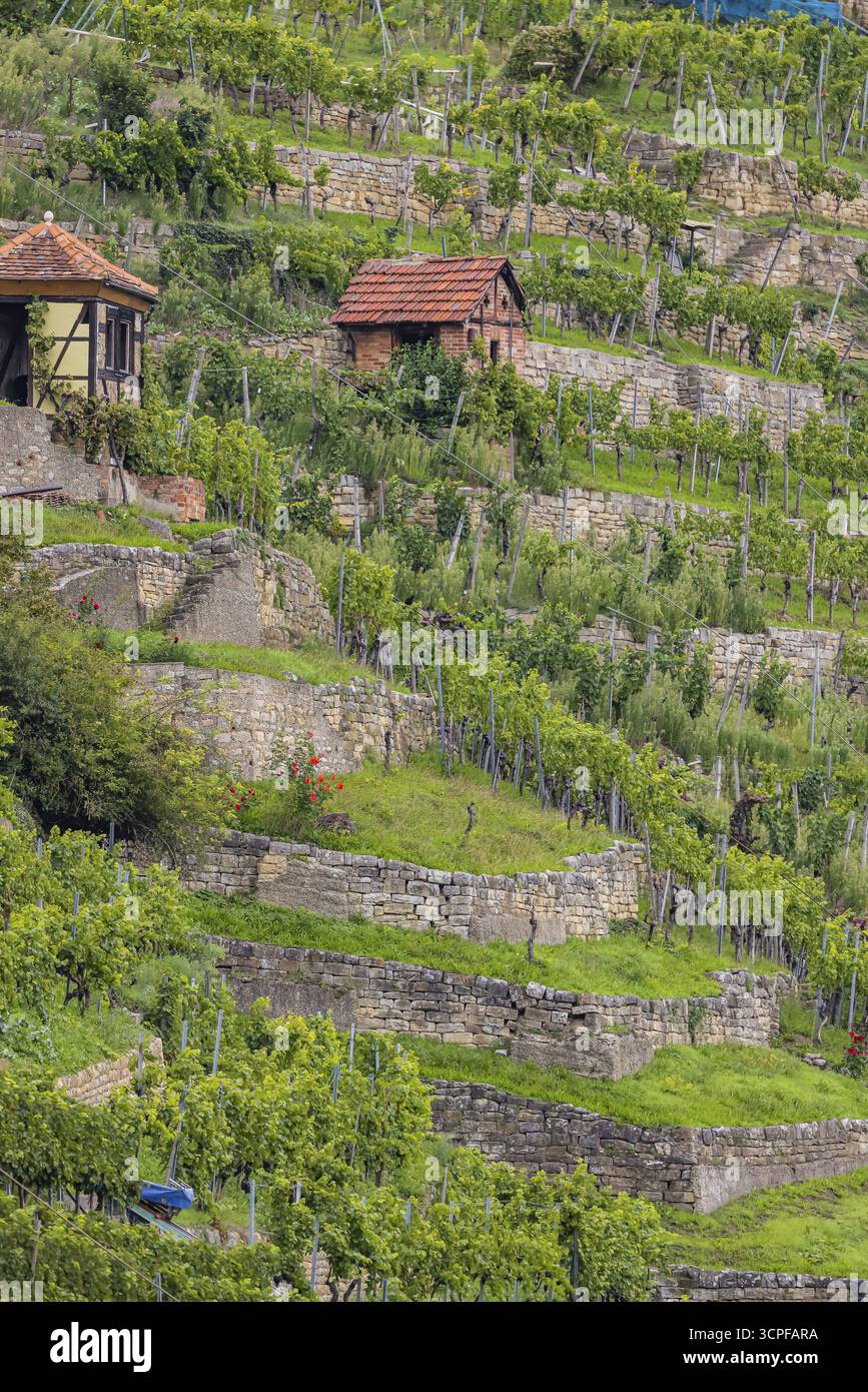 Terraced vineyards of the Zuckerberg vineyard. This is where the ...