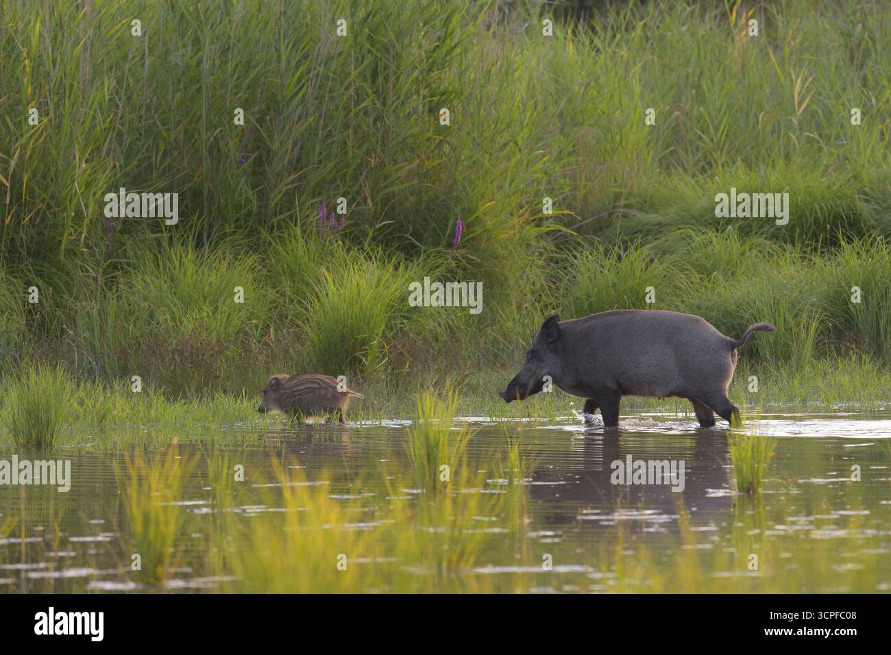 Wild boar (Sus scrofa), fresh boar, walking, water, riparian forest ...