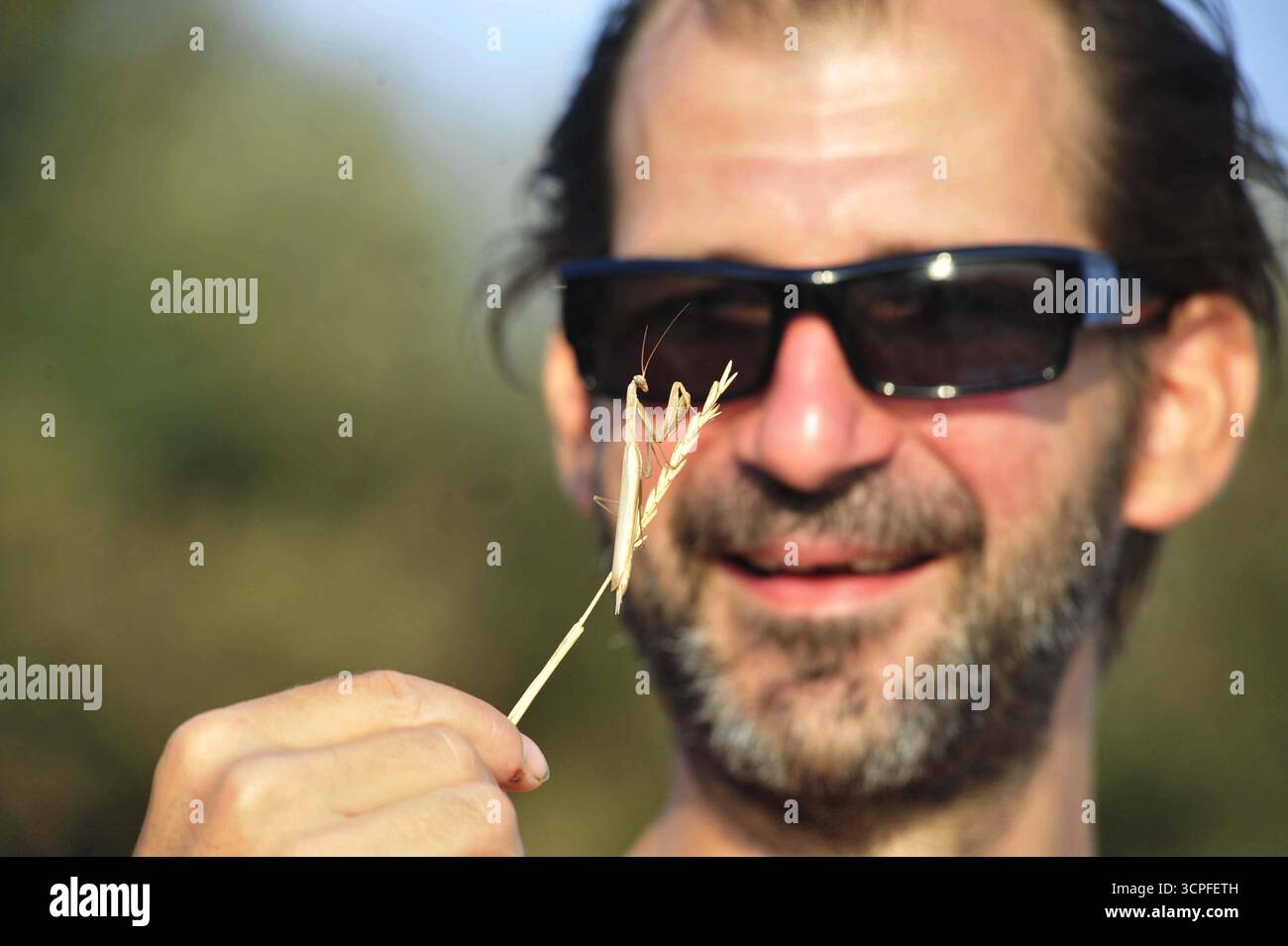 a man holding a praying manits on a wheat ear praying manits on a wheat ...