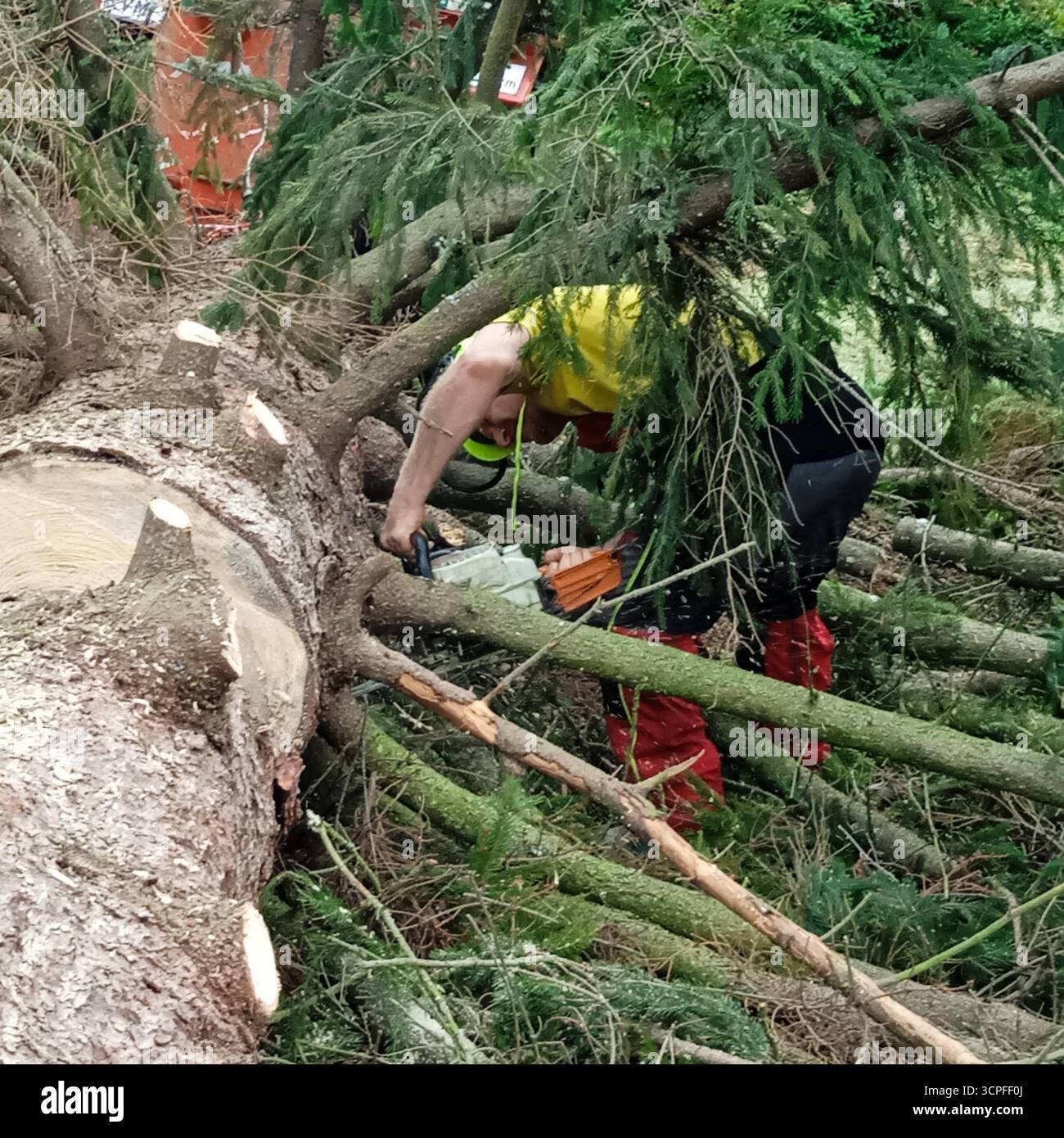 a lumberjack with a chainsaw cutting trees in the forest Lumberjack ...