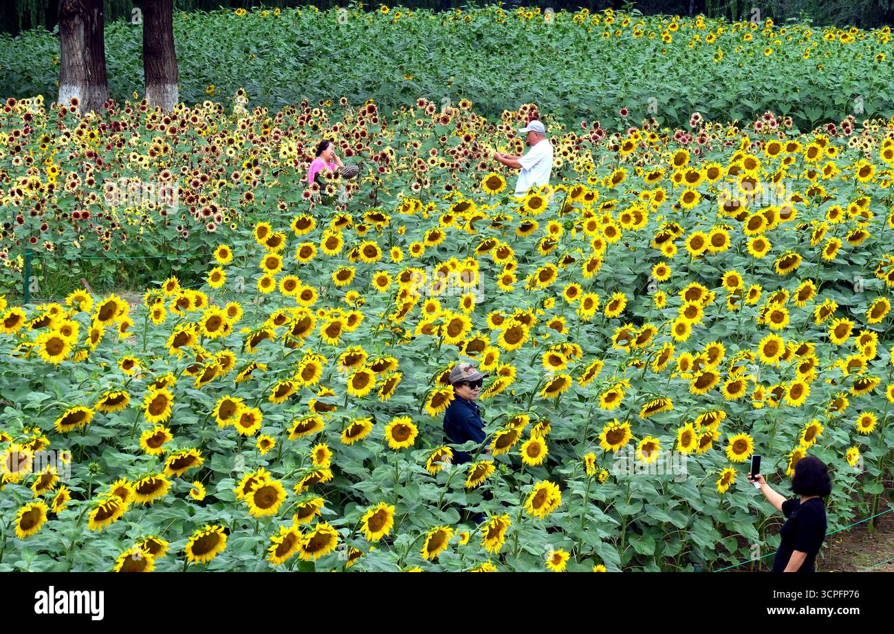Sunflowers bloom in Shenyang City, northeast China's Liaoning Province ...