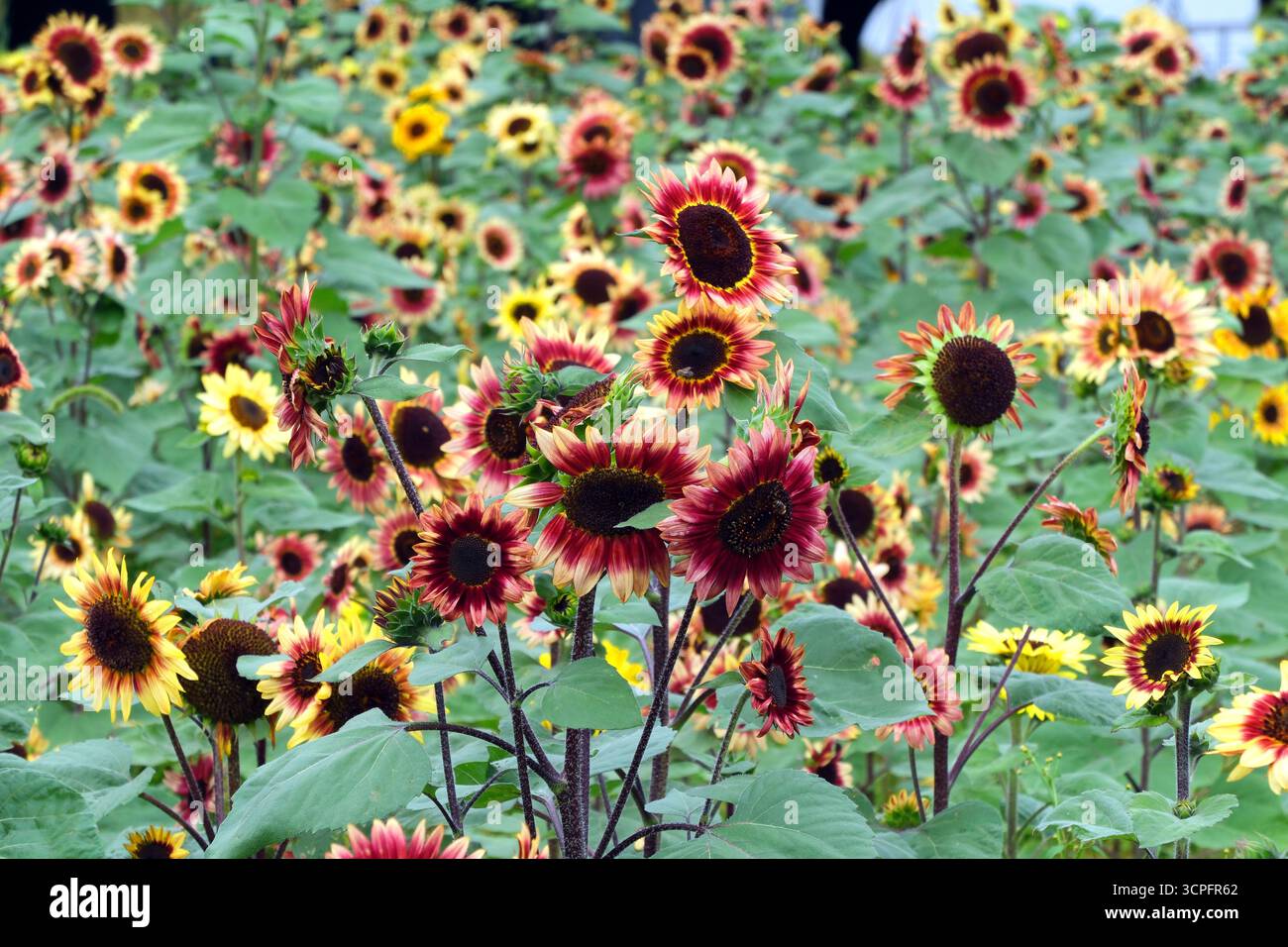 Sunflowers bloom in Shenyang City, northeast China's Liaoning Province ...