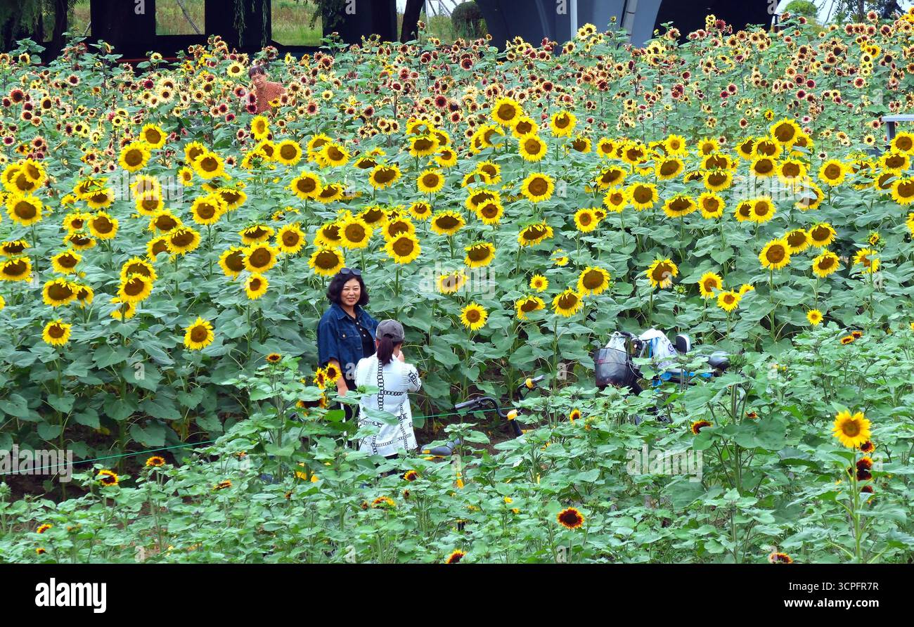 Sunflowers bloom in Shenyang City, northeast China's Liaoning Province ...