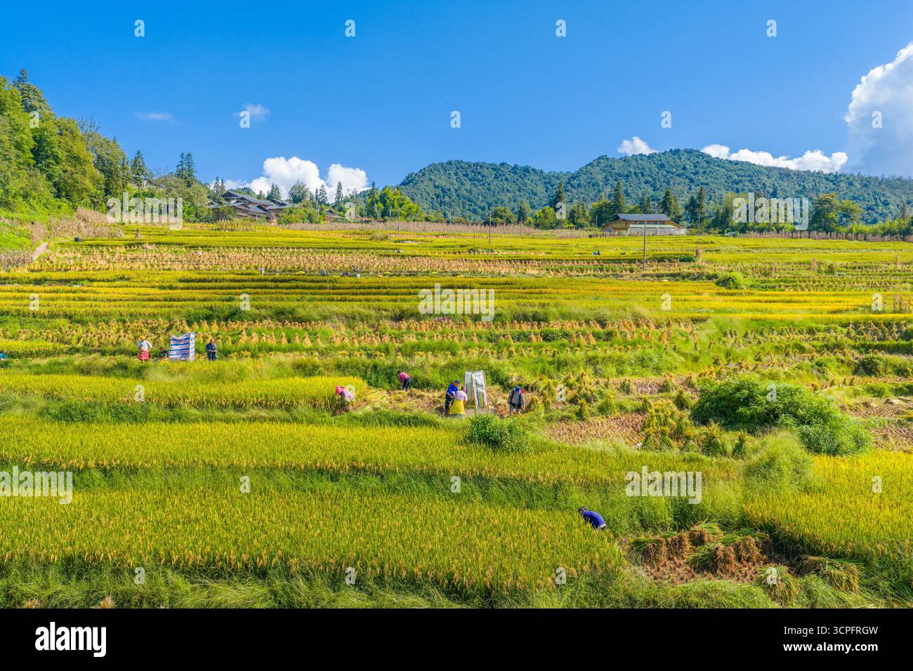 Aerial photo shows the golden terraced field in Zhaotong City ...