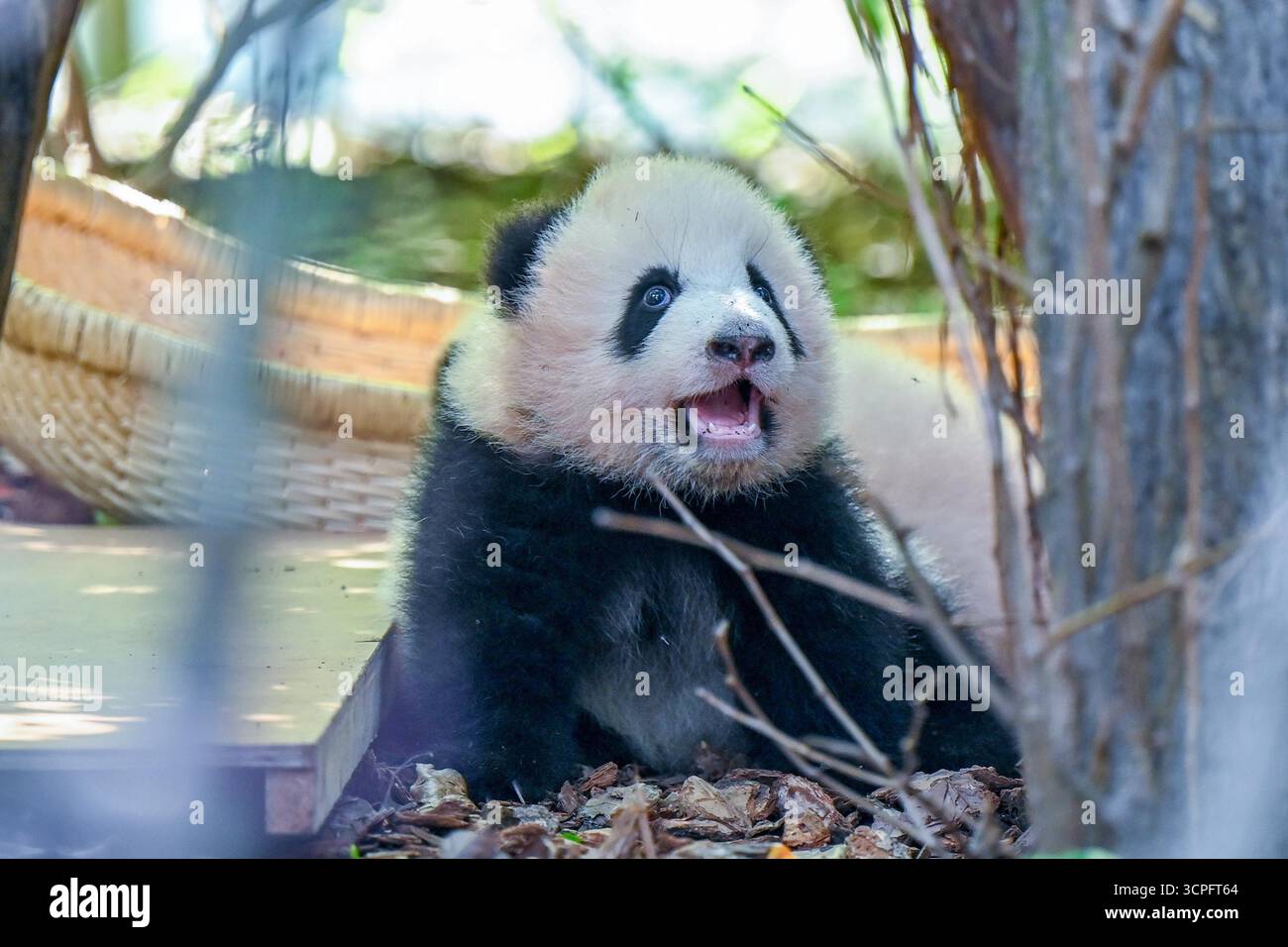 Giant panda cubs make debut in Chengdu City, southwest China's Sichuan ...