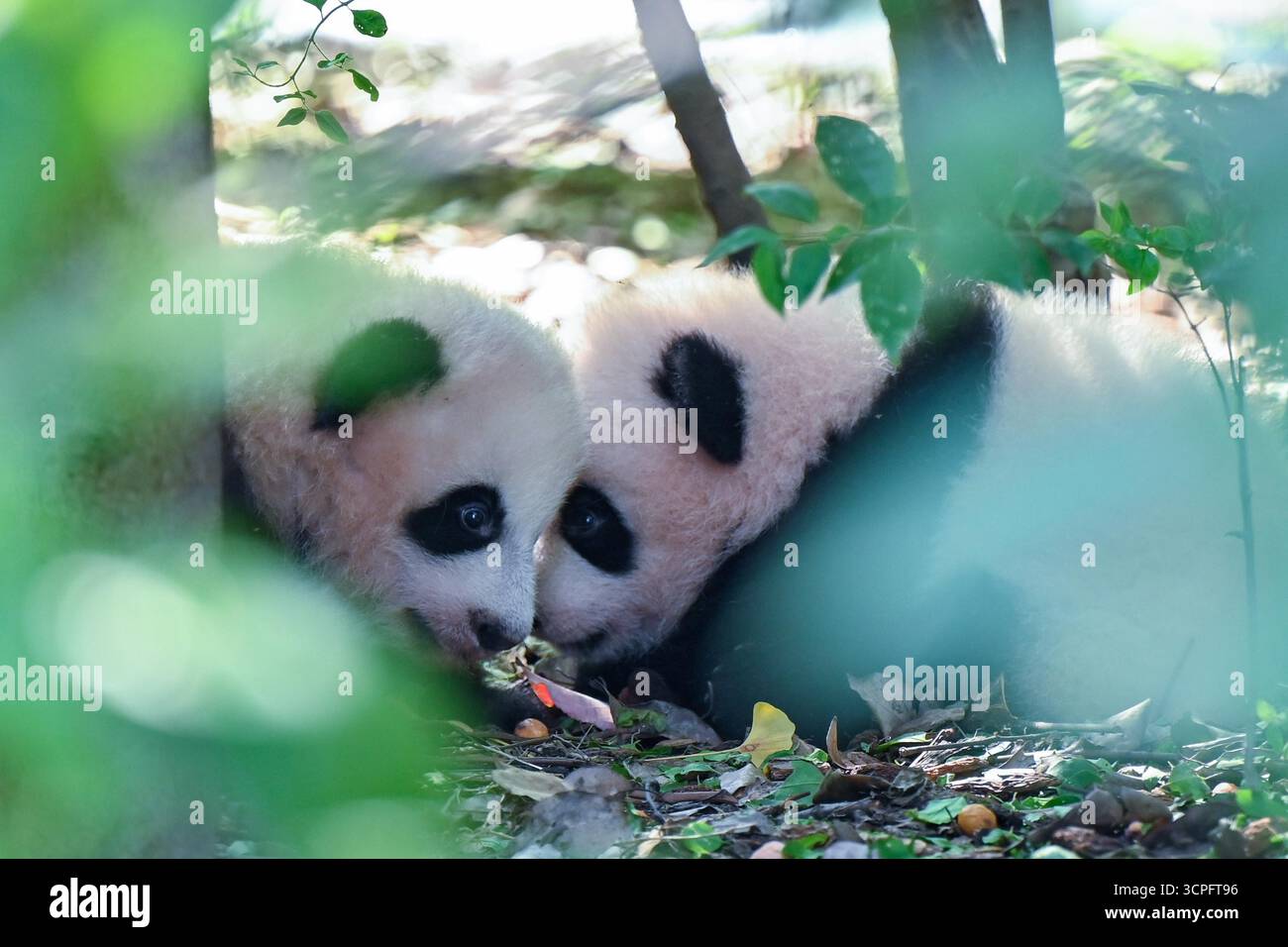 Giant panda cubs make debut in Chengdu City, southwest China's Sichuan Province, 24 September ...