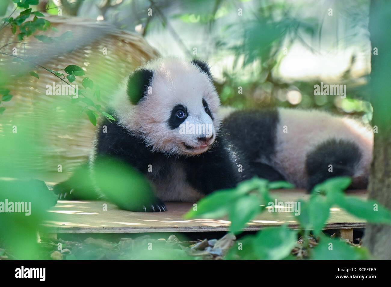 Giant panda cubs make debut in Chengdu City, southwest China's Sichuan ...