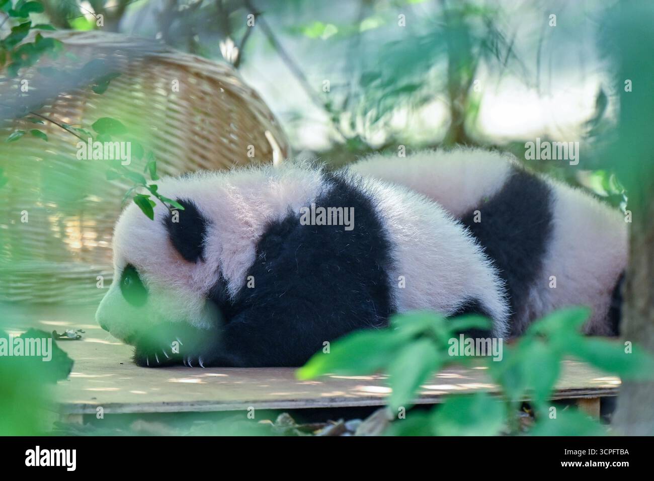 Giant panda cubs make debut in Chengdu City, southwest China's Sichuan Province, 24 September ...