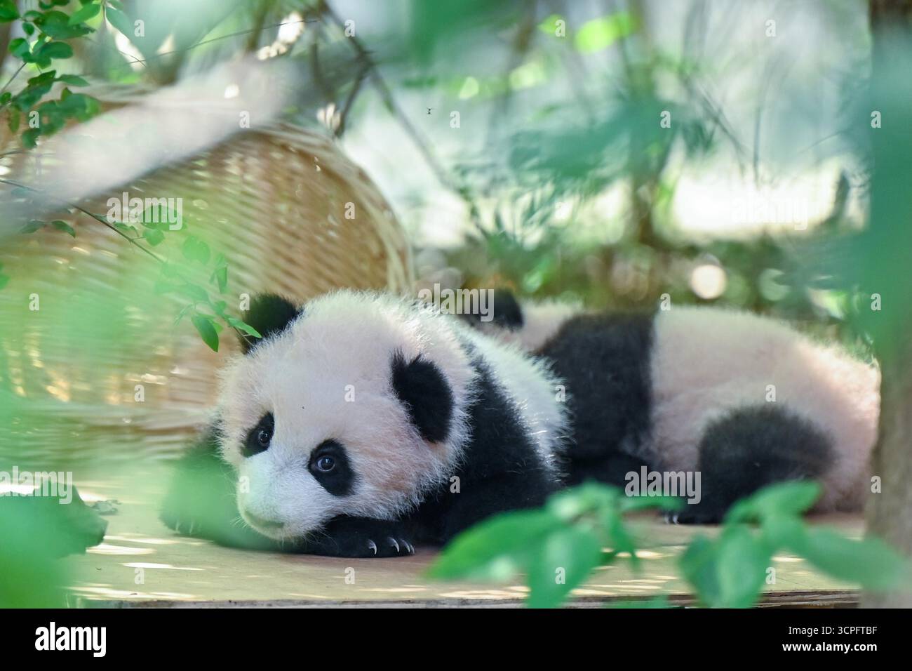 Giant panda cubs make debut in Chengdu City, southwest China's Sichuan ...