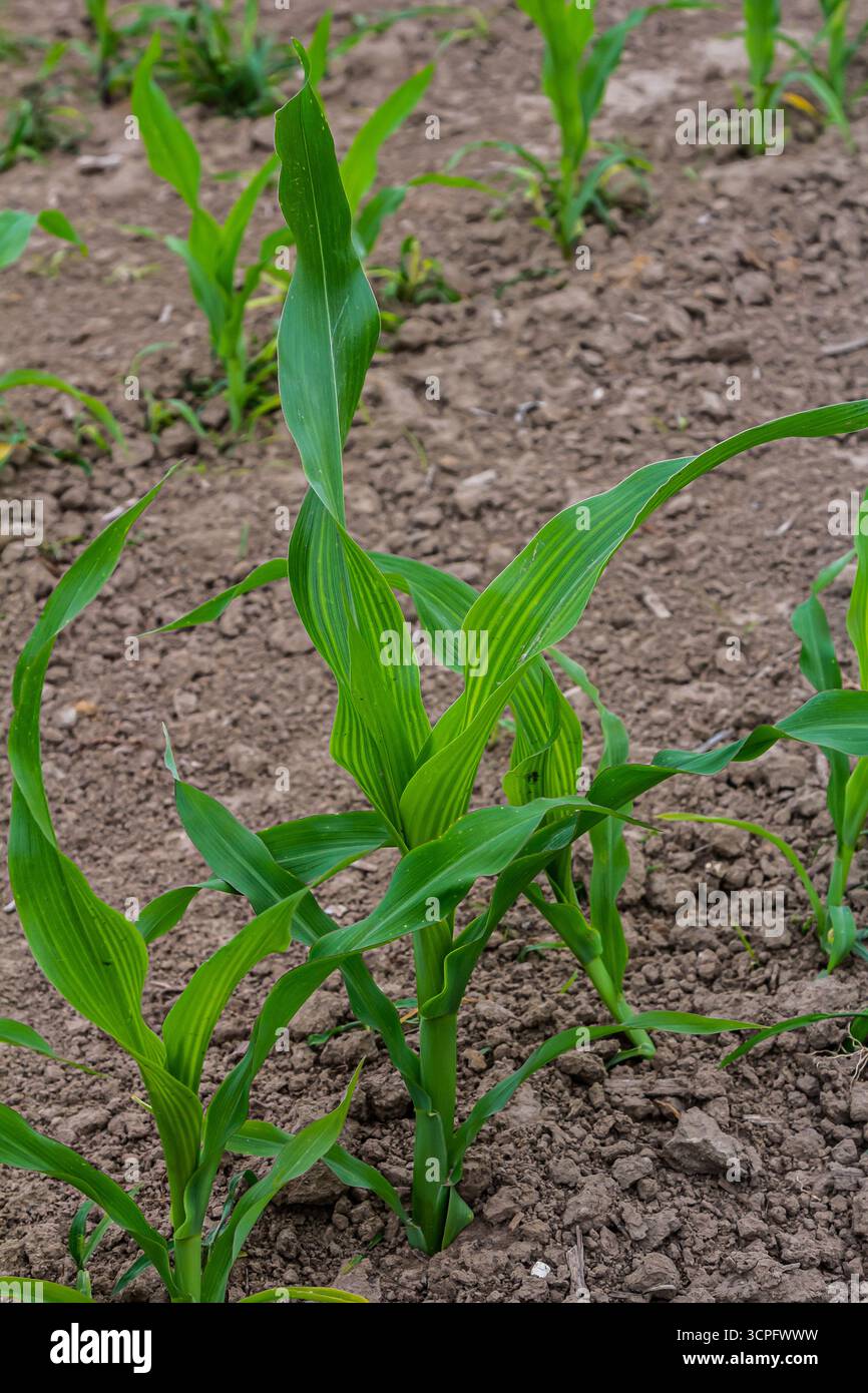 An industrial field of corn sprouts growing in black soil. Corn grow in ...
