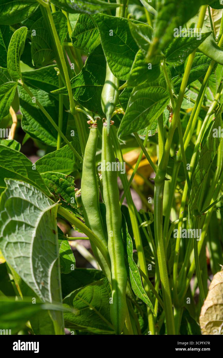 Healthy green bean plants flourish in a garden under summer sun ...