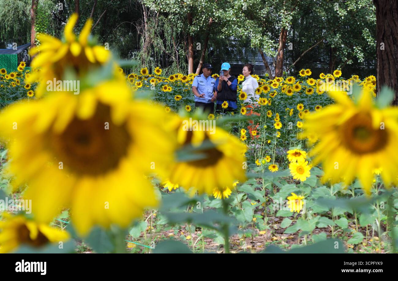 Sunflowers bloom in Shenyang City, northeast China's Liaoning Province ...