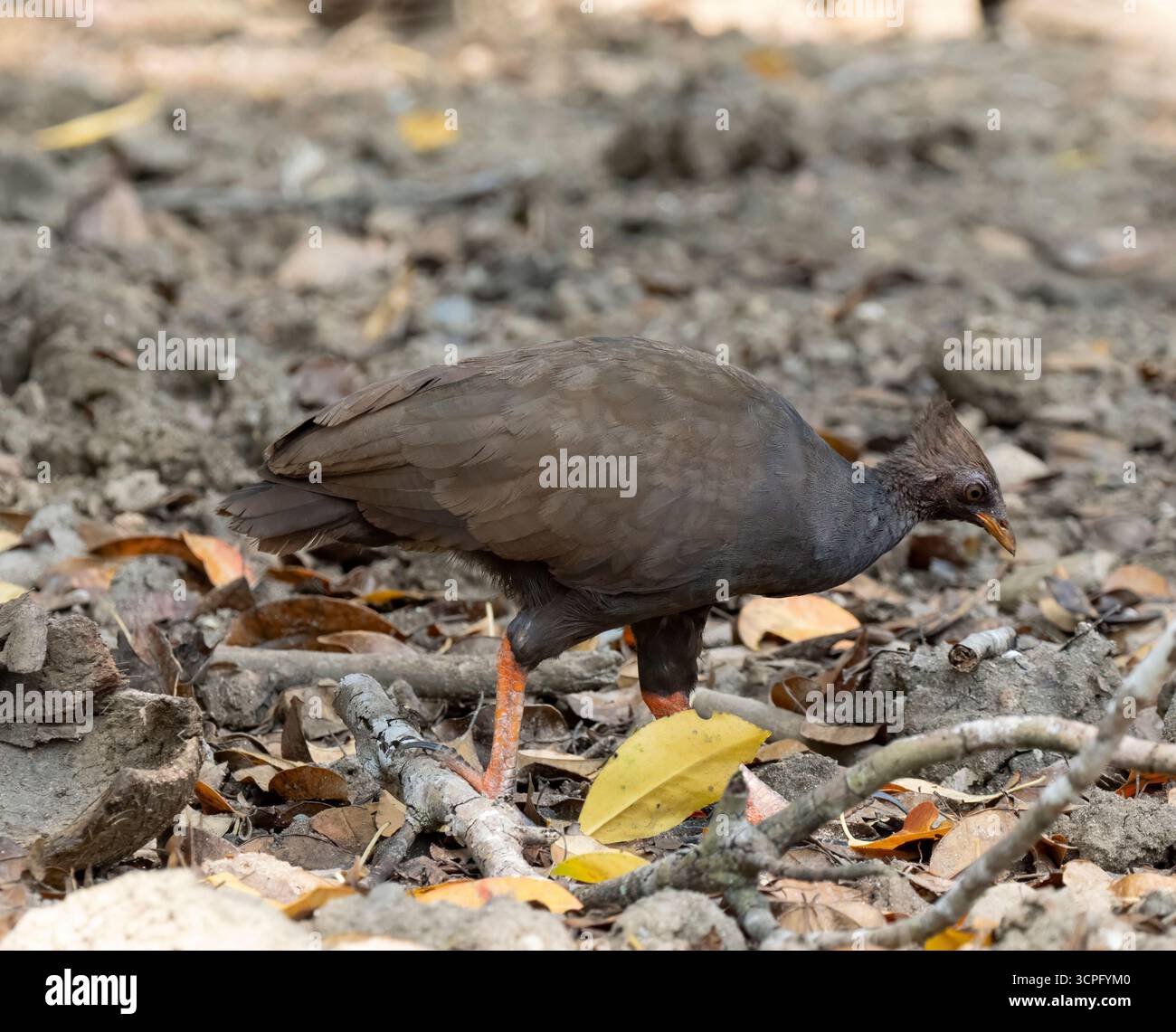 Dry monsoon hi-res stock photography and images - Alamy