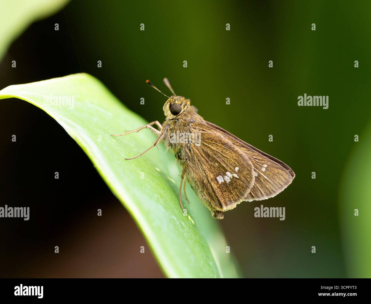 Banana skipper hi-res stock photography and images - Alamy