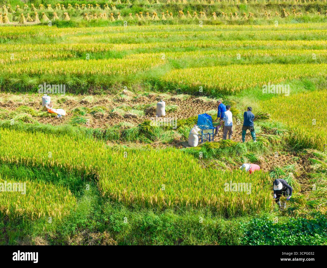 Aerial photo shows the golden terraced field in Zhaotong City ...