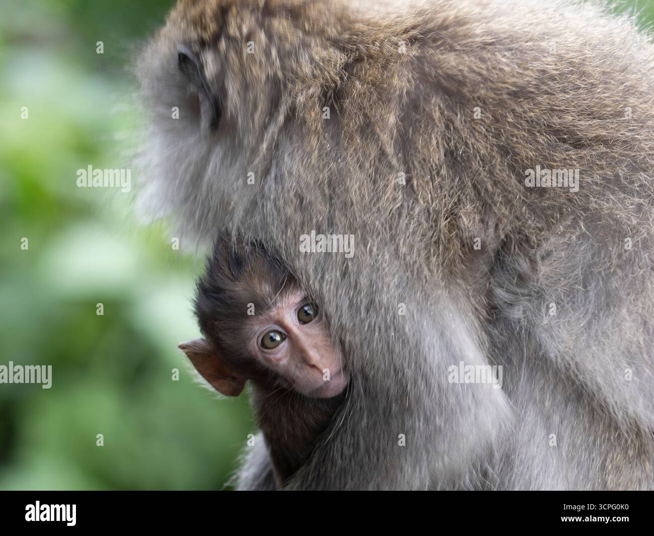Balinese Long Tail Monkey (Macaca fascicularis) baby with mother, The ...