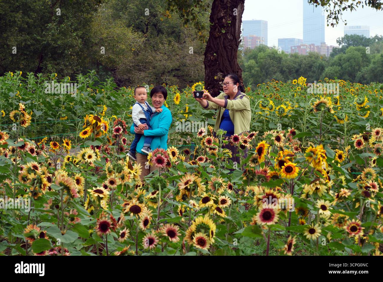 Sunflowers bloom in Shenyang City, northeast China's Liaoning Province ...