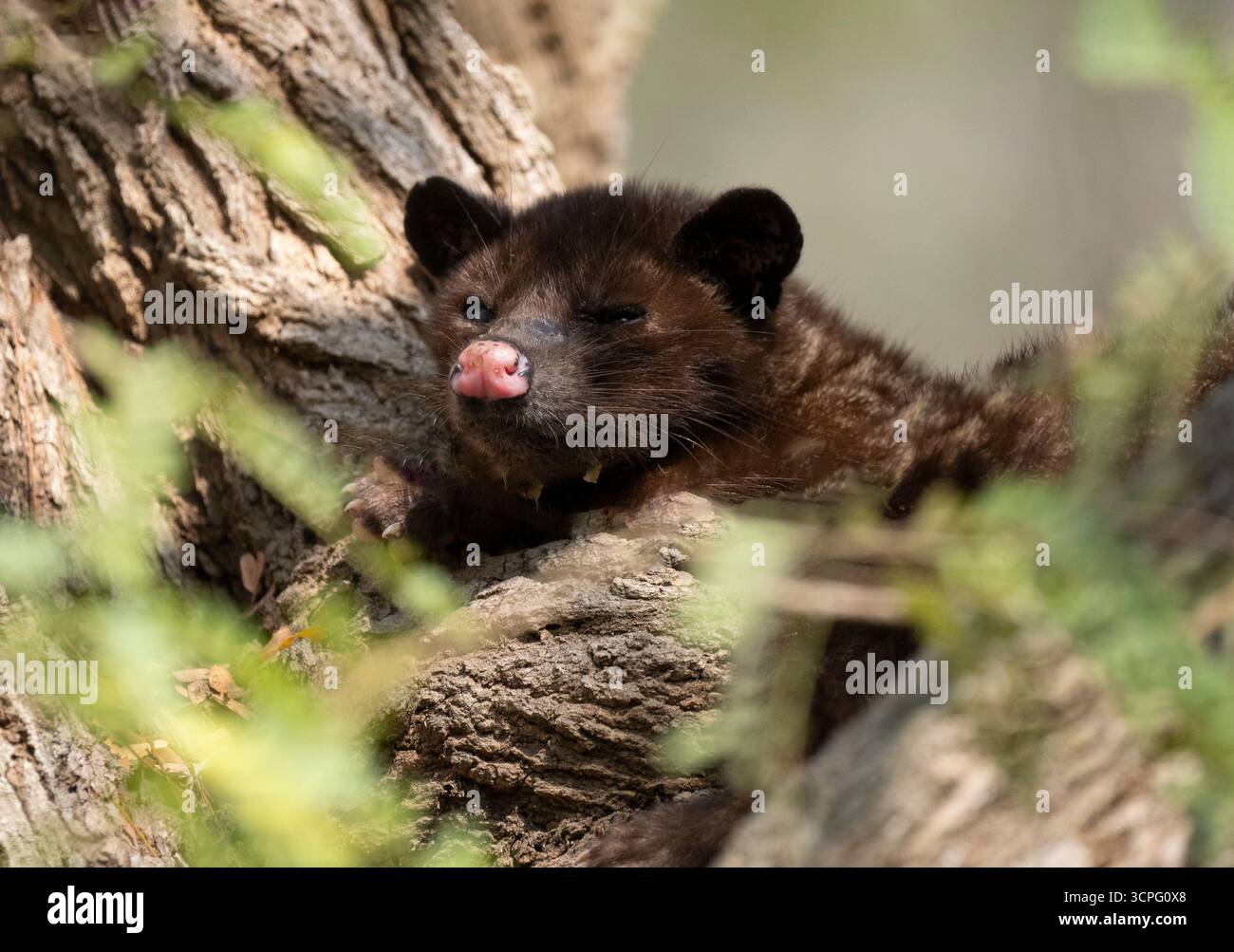 Asian Palm Civit (Paradoxurus hermaphroditus) resting in tree, Komodo ...