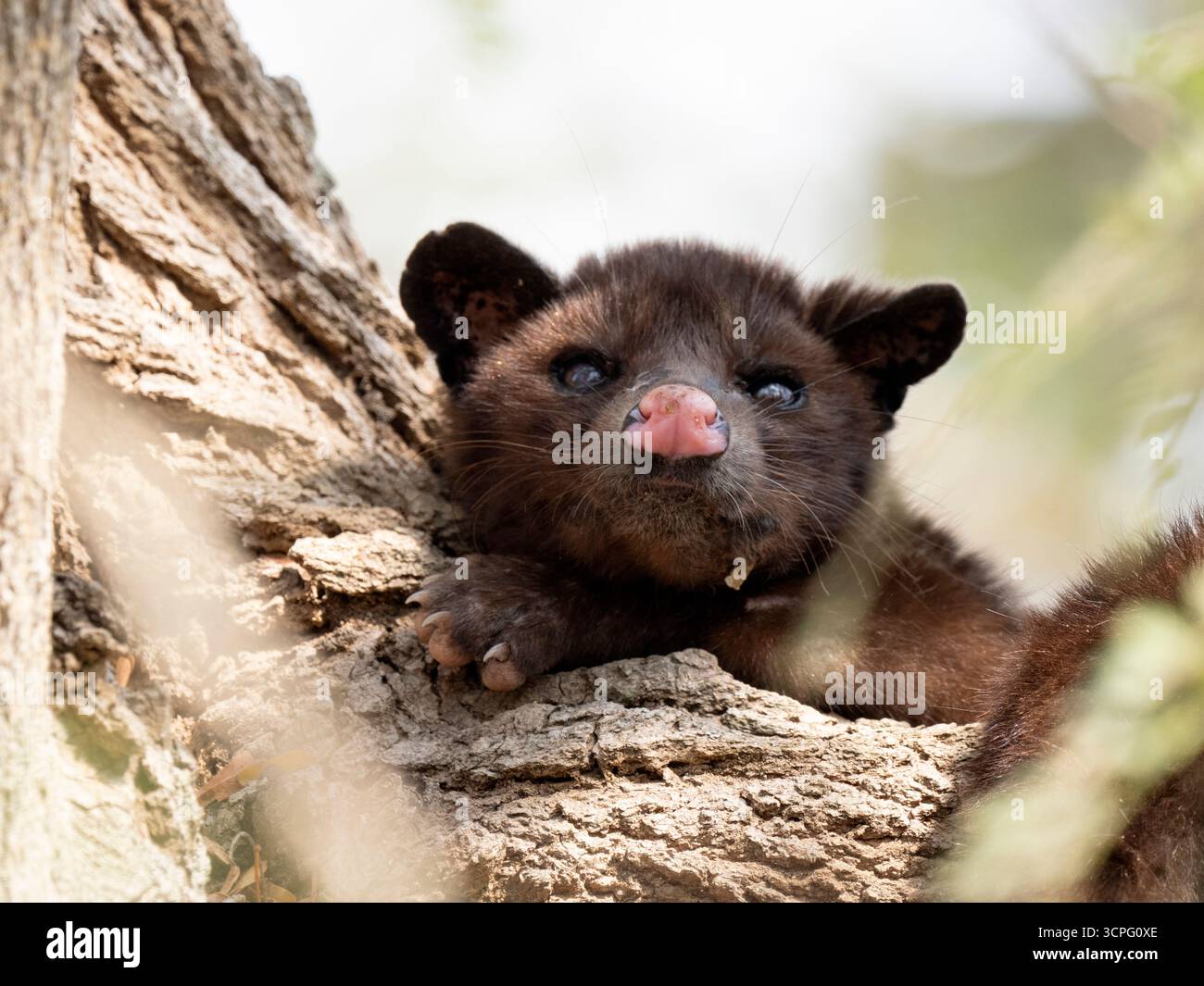 Asian Palm Civit (Paradoxurus hermaphroditus) resting in tree, Komodo ...
