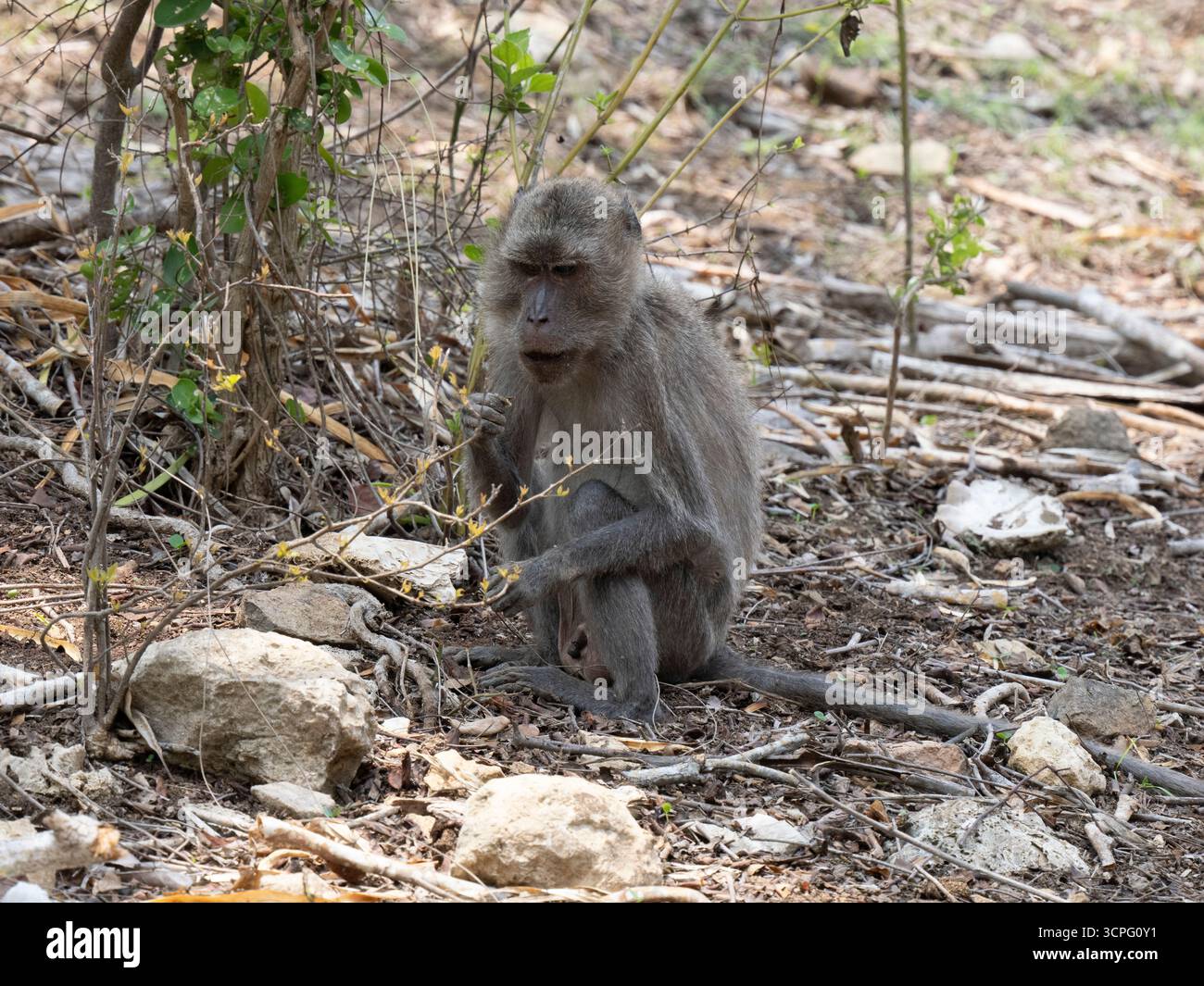 Balinese Long Tail Monkey (Macaca fascicularis) The Sacred Monkey ...