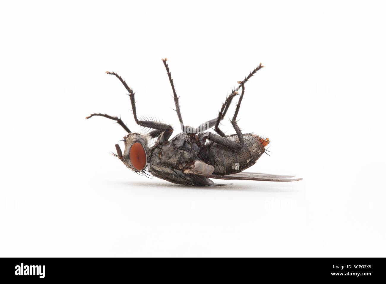 Backdrop high Cut Out Stock Images & Pictures - Alamy