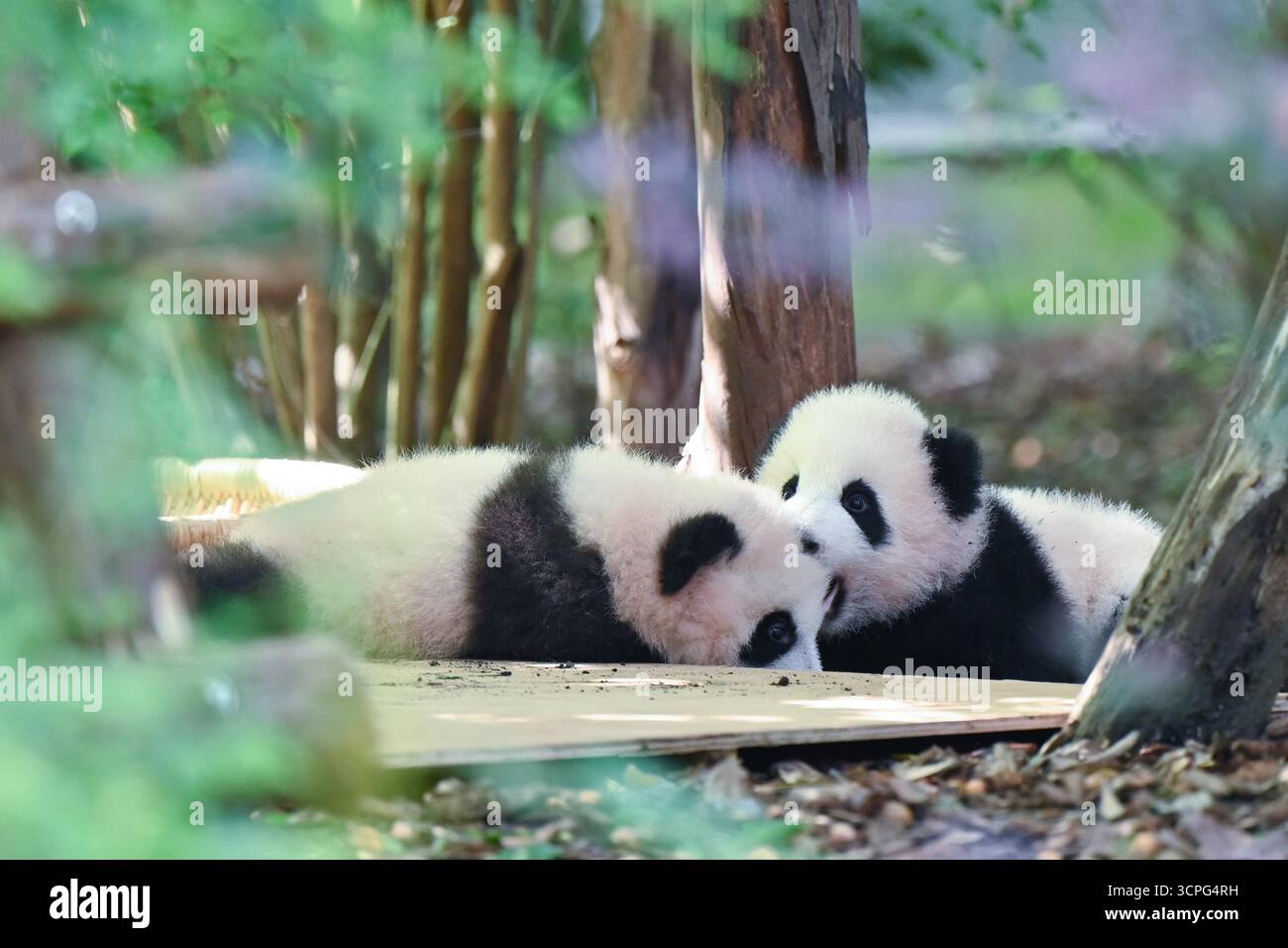 Giant panda cubs make debut in Chengdu City, southwest China's Sichuan ...