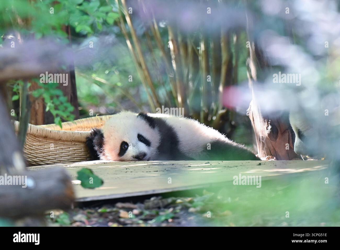 Giant panda cubs make debut in Chengdu City, southwest China's Sichuan ...