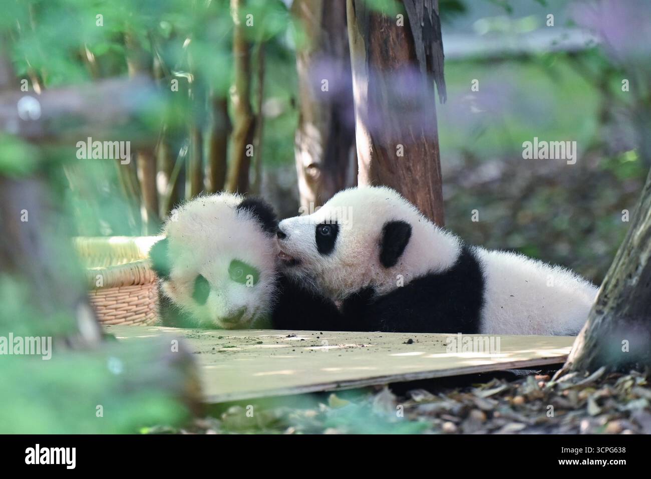 Giant panda cubs make debut in Chengdu City, southwest China's Sichuan ...