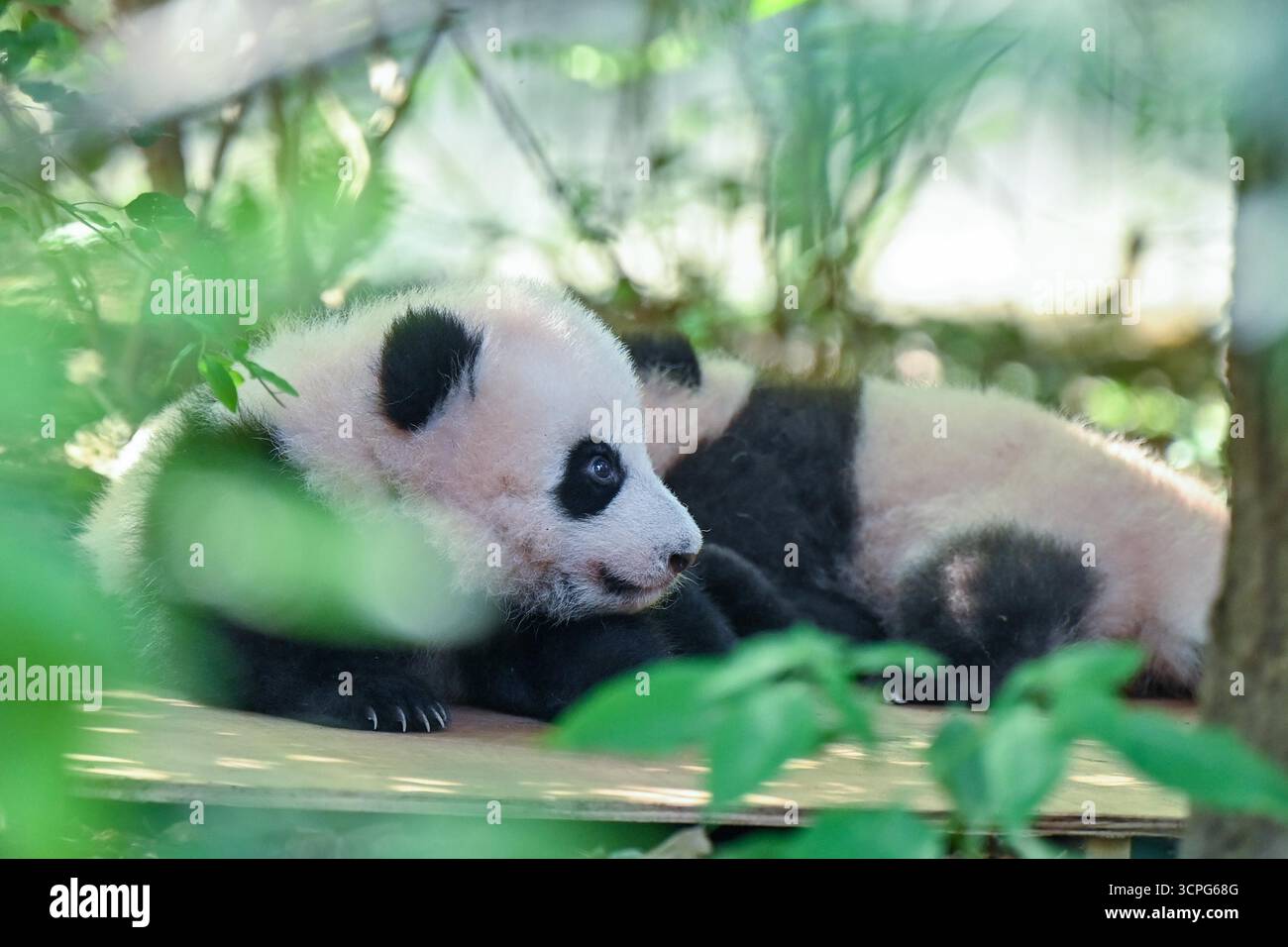 Giant panda cubs make debut in Chengdu City, southwest China's Sichuan ...