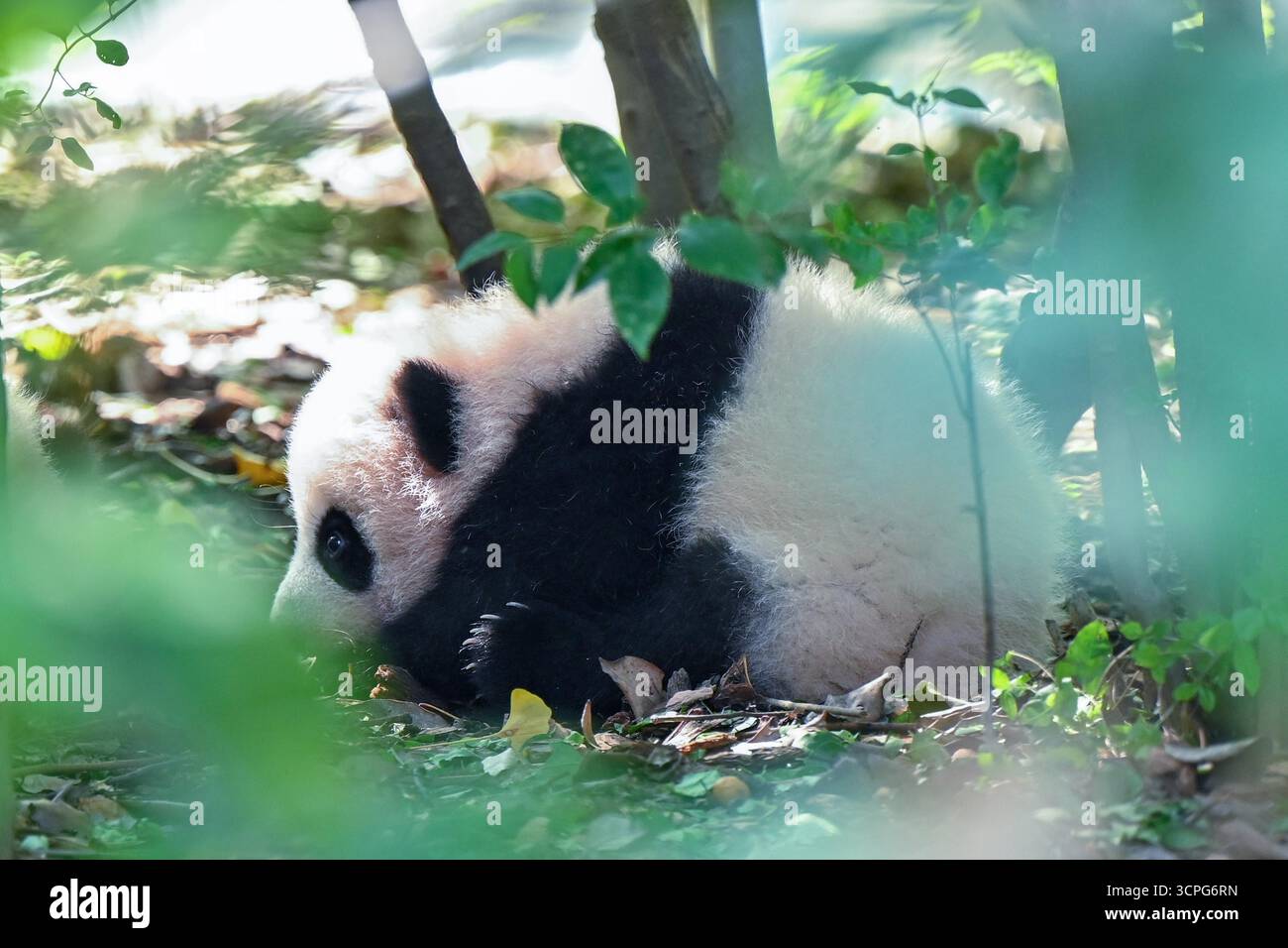 Giant panda cubs make debut in Chengdu City, southwest China's Sichuan ...
